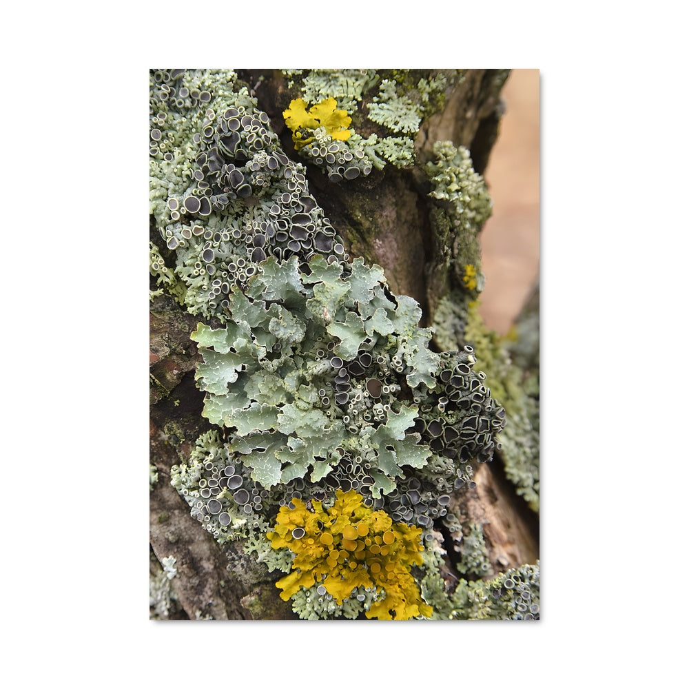 Lichen and Mysteries Poster – Aesthetic Posters