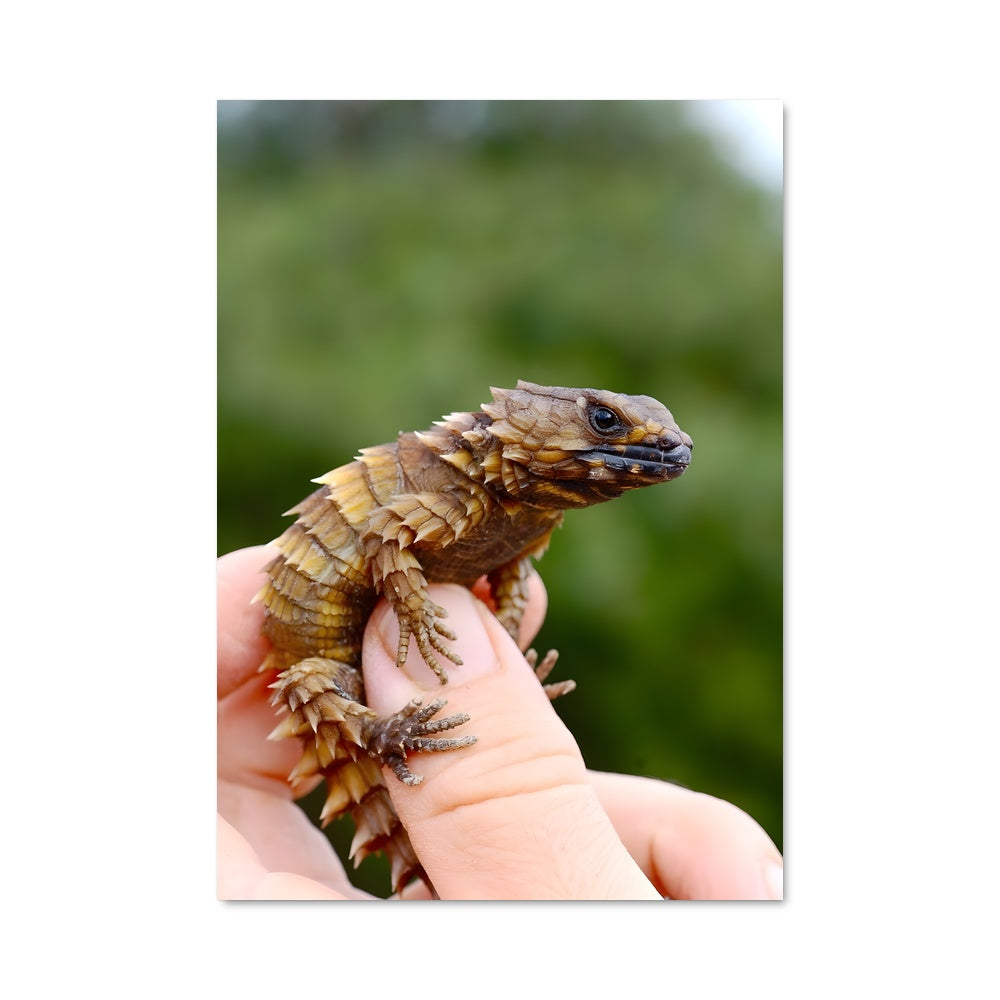 Lizard Companion Poster – Aesthetic Posters