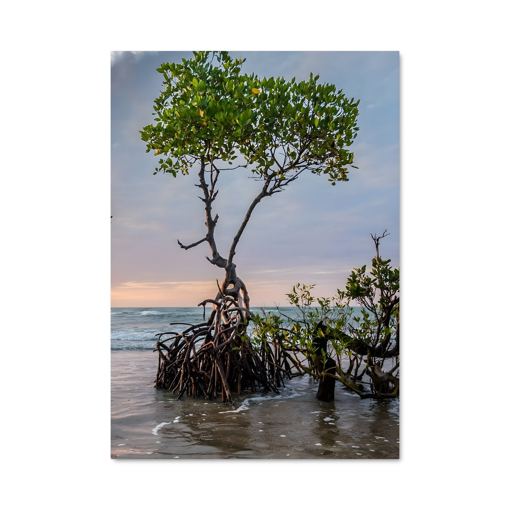 Mangrove Embrace Poster – Aesthetic Posters