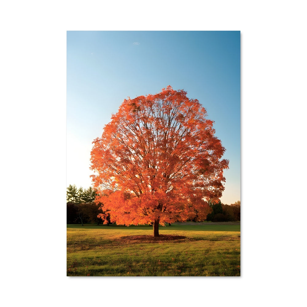 Maple Poster – Aesthetic Posters