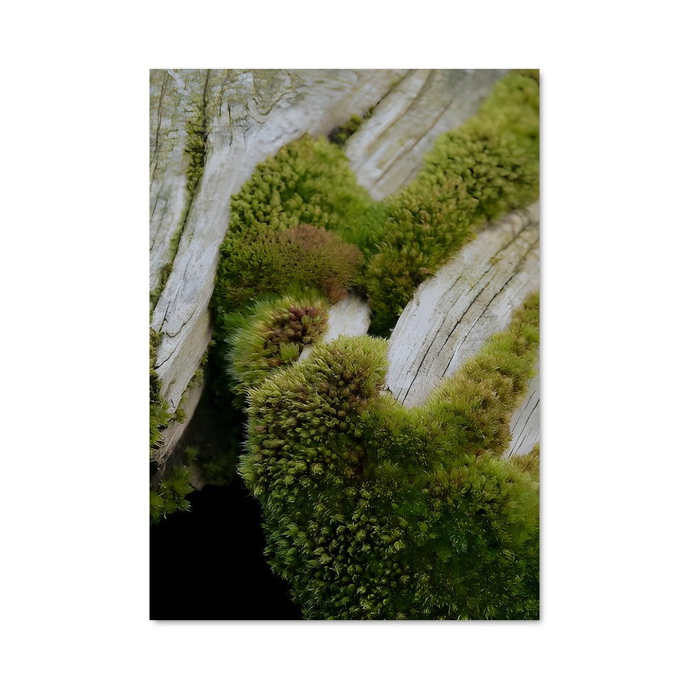 Moss Poster – Aesthetic Posters