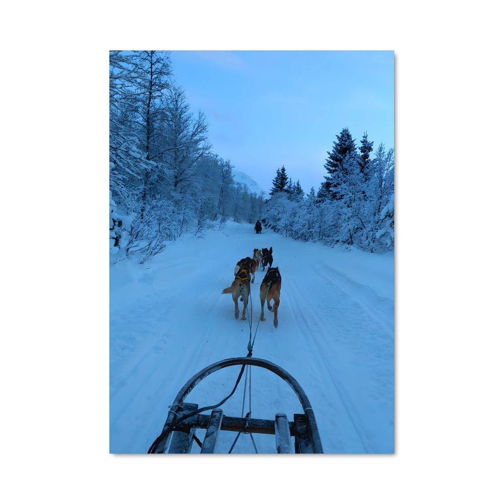 Norwegian Sled Poster – Aesthetic Posters