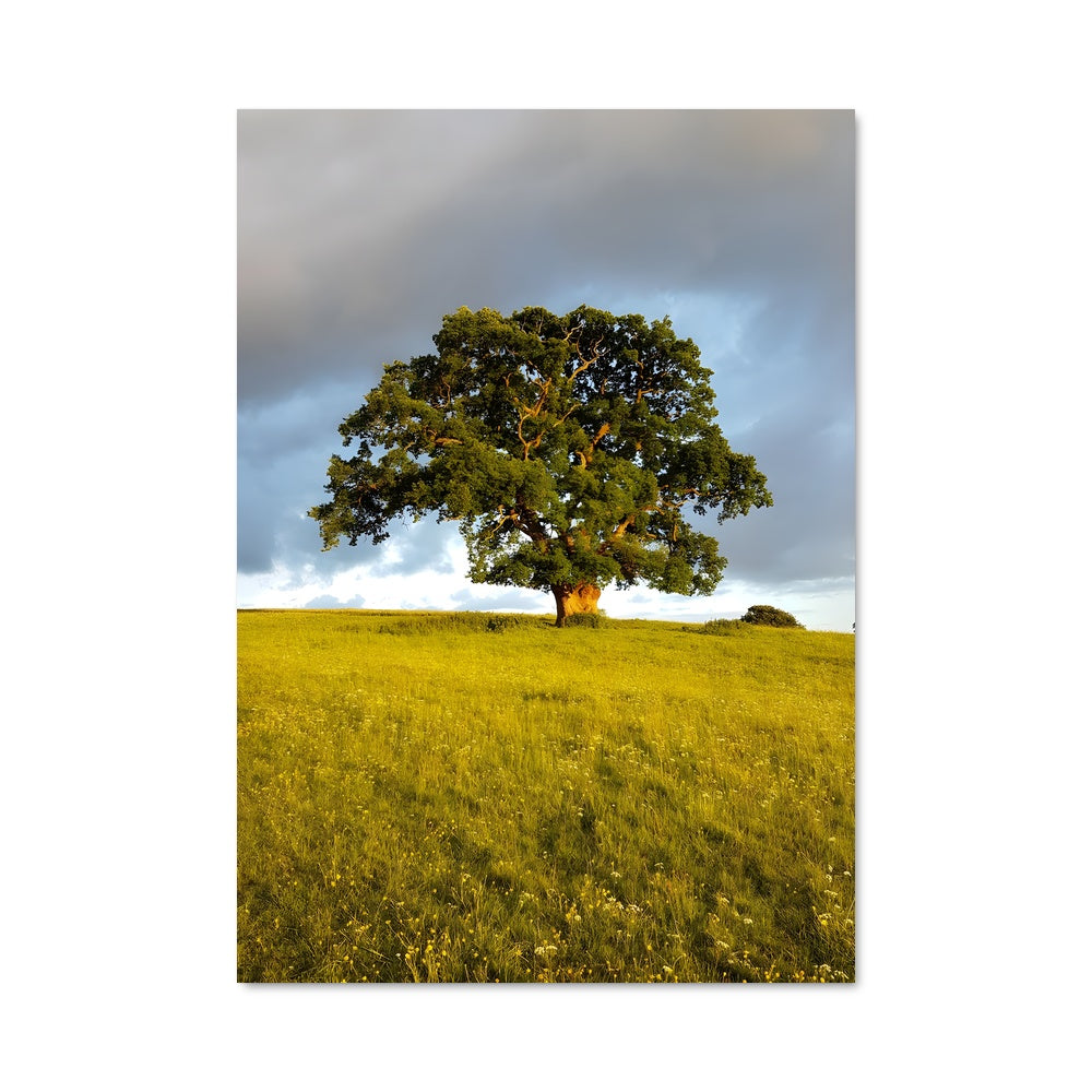 Oak Poster – Aesthetic Posters