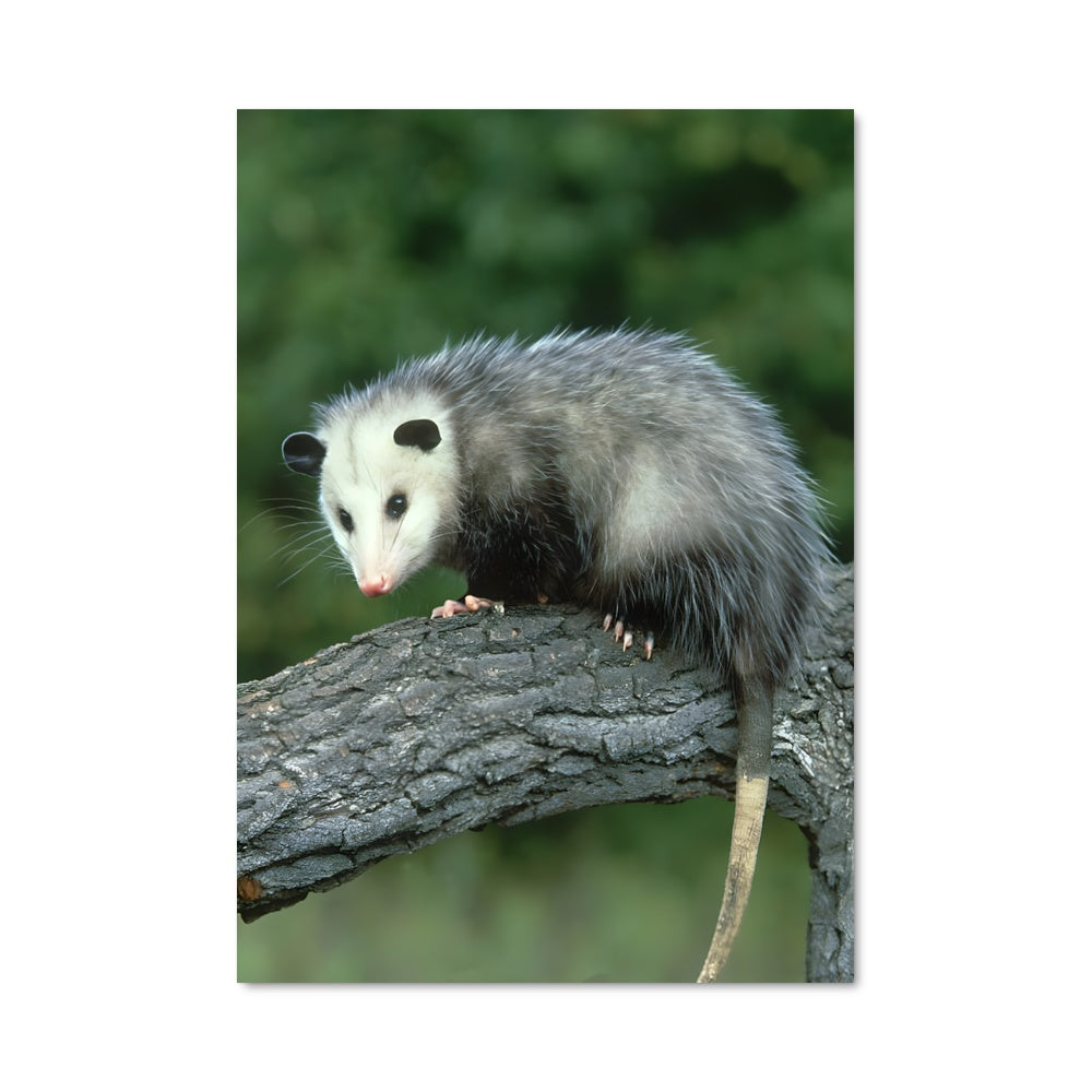 Poster Opossum Delight – Aesthetic Posters