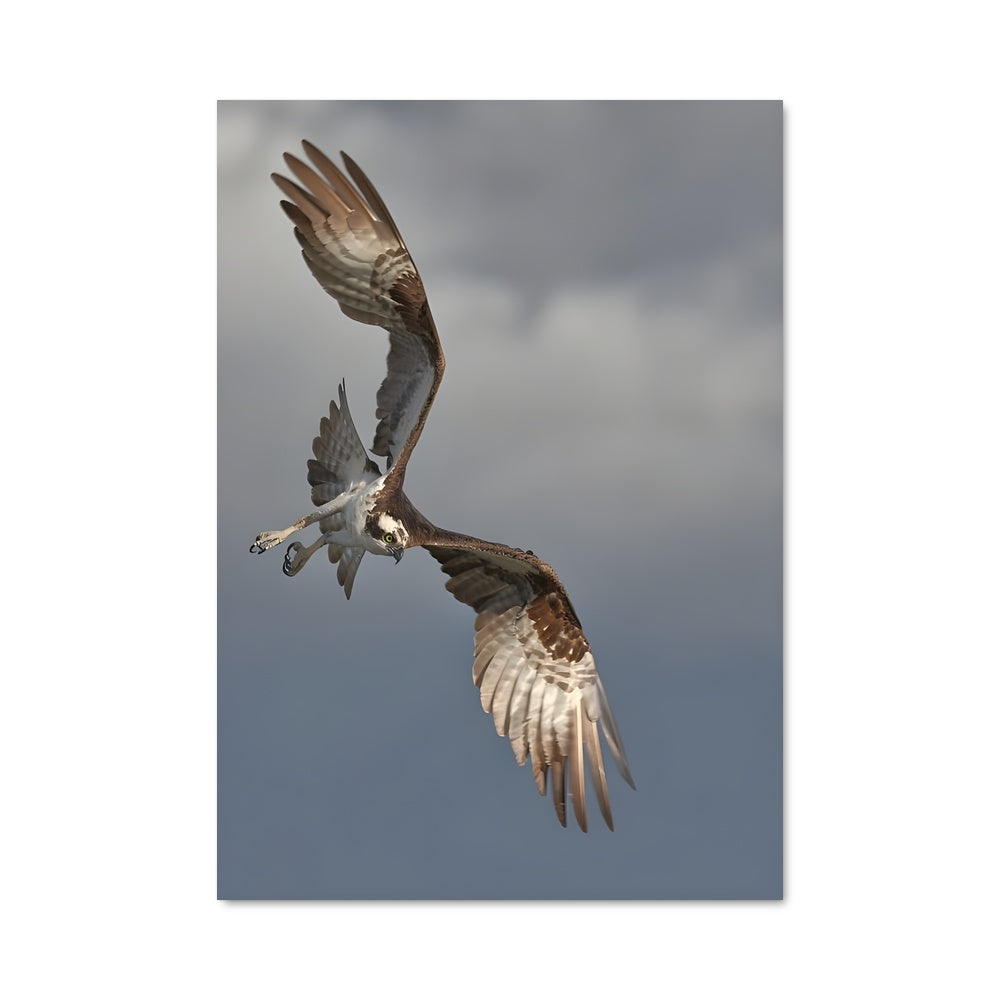 Majestic Osprey Poster – Aesthetic Posters