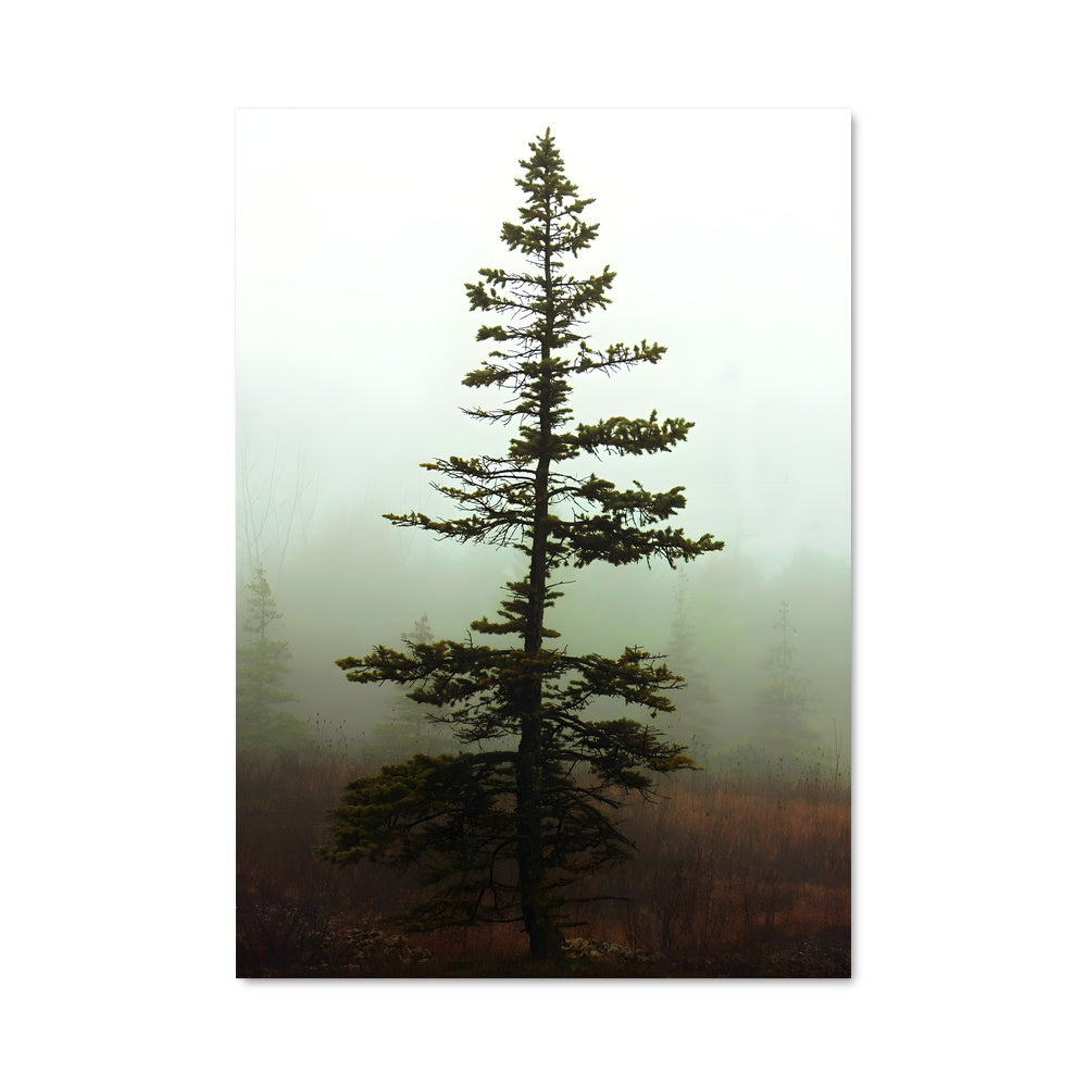 Pine Poster – Aesthetic Posters