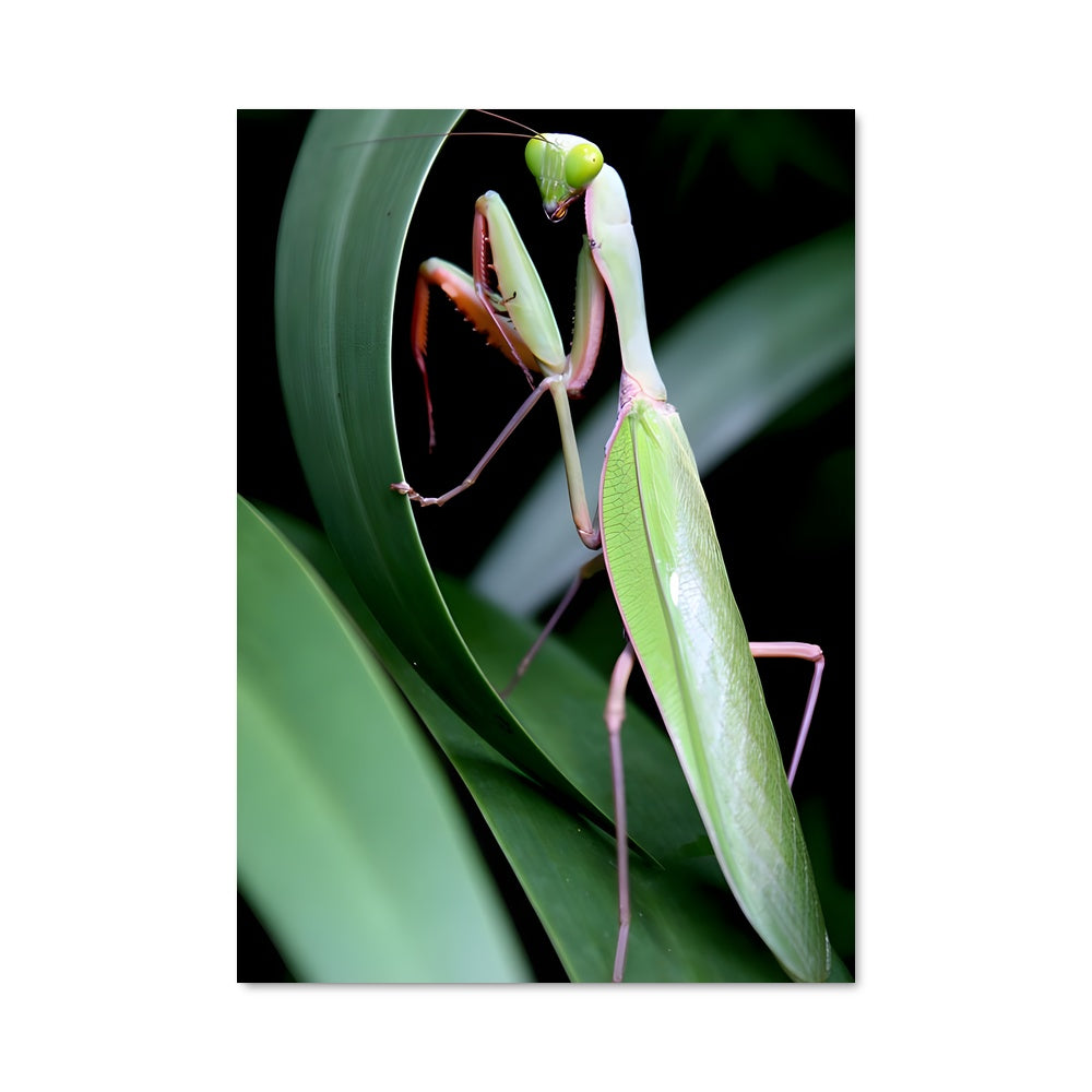 Praying Mantis Poster – Aesthetic Posters