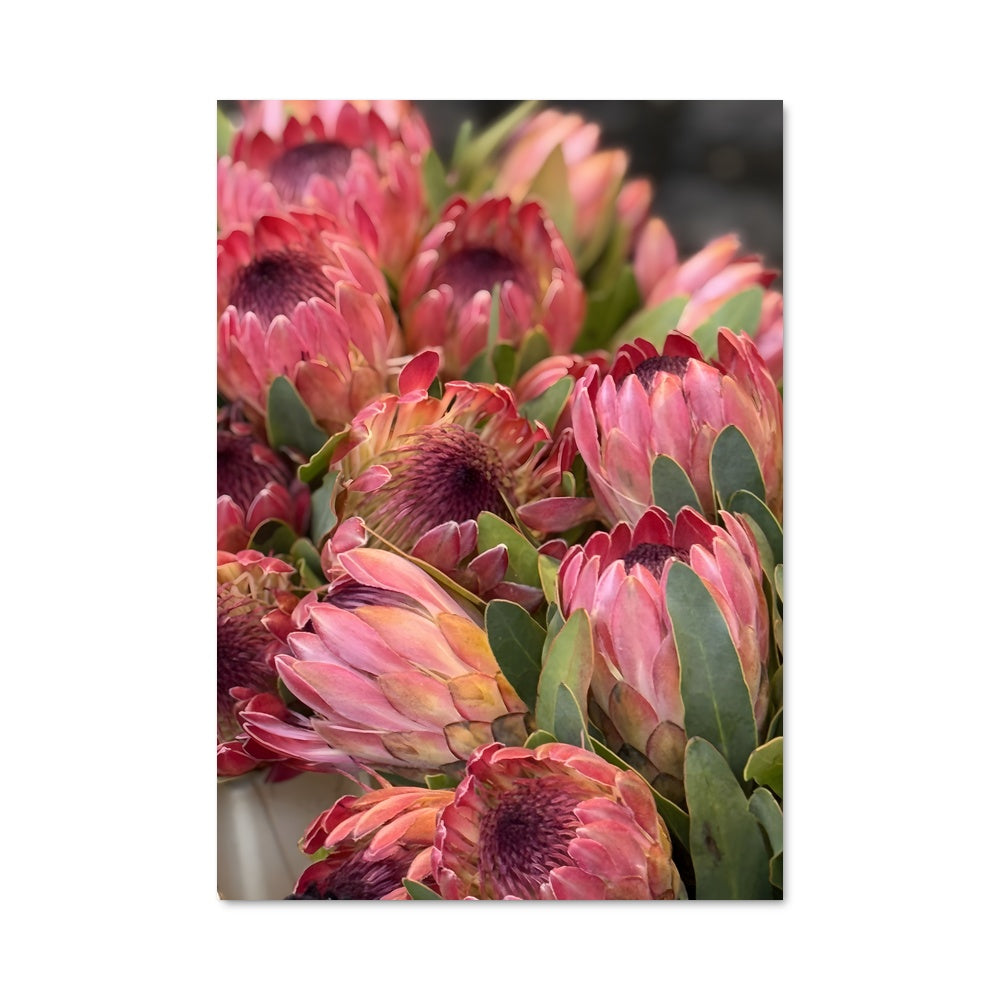 Protea Bouquet Poster – Aesthetic Posters