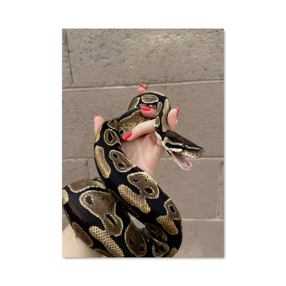 Kissing Python Poster – Aesthetic Posters