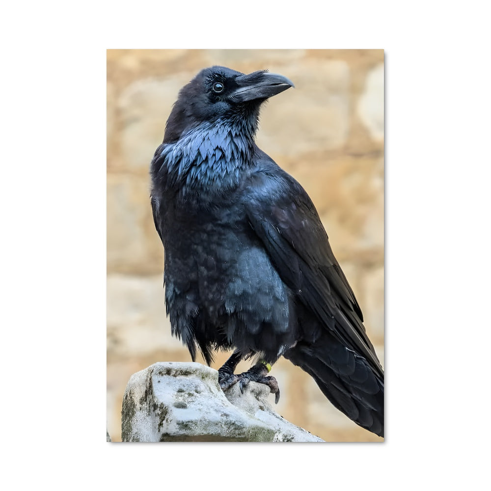 Raven Poster – Aesthetic Posters