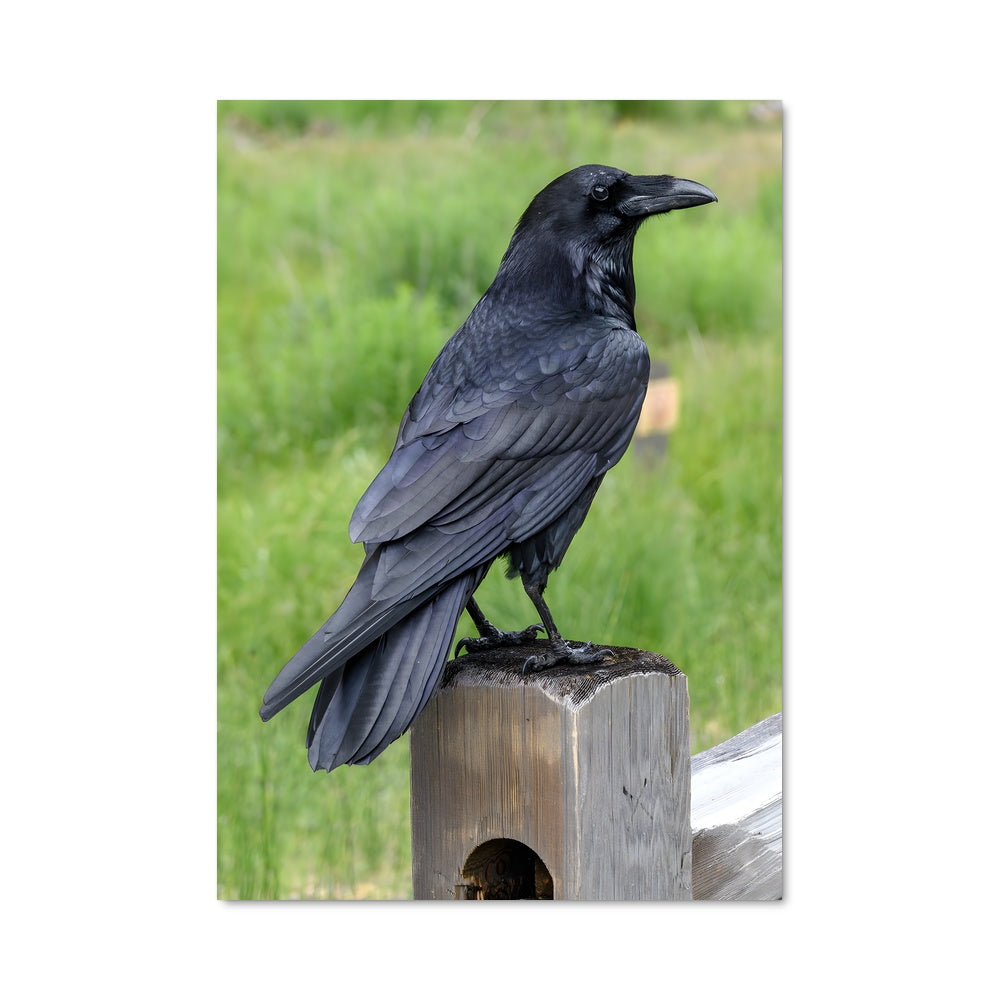 Poster The Mystic Raven – Aesthetic Posters