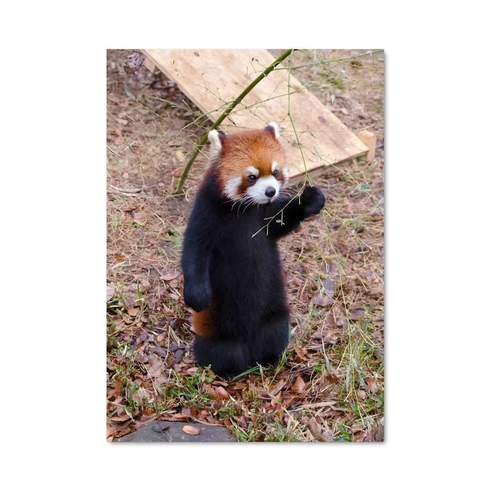 Poster The Little Red Panda – Aesthetic Posters