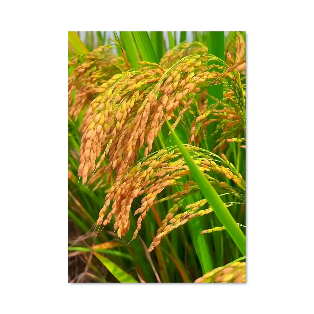 Rice Fields Poster – Aesthetic Posters