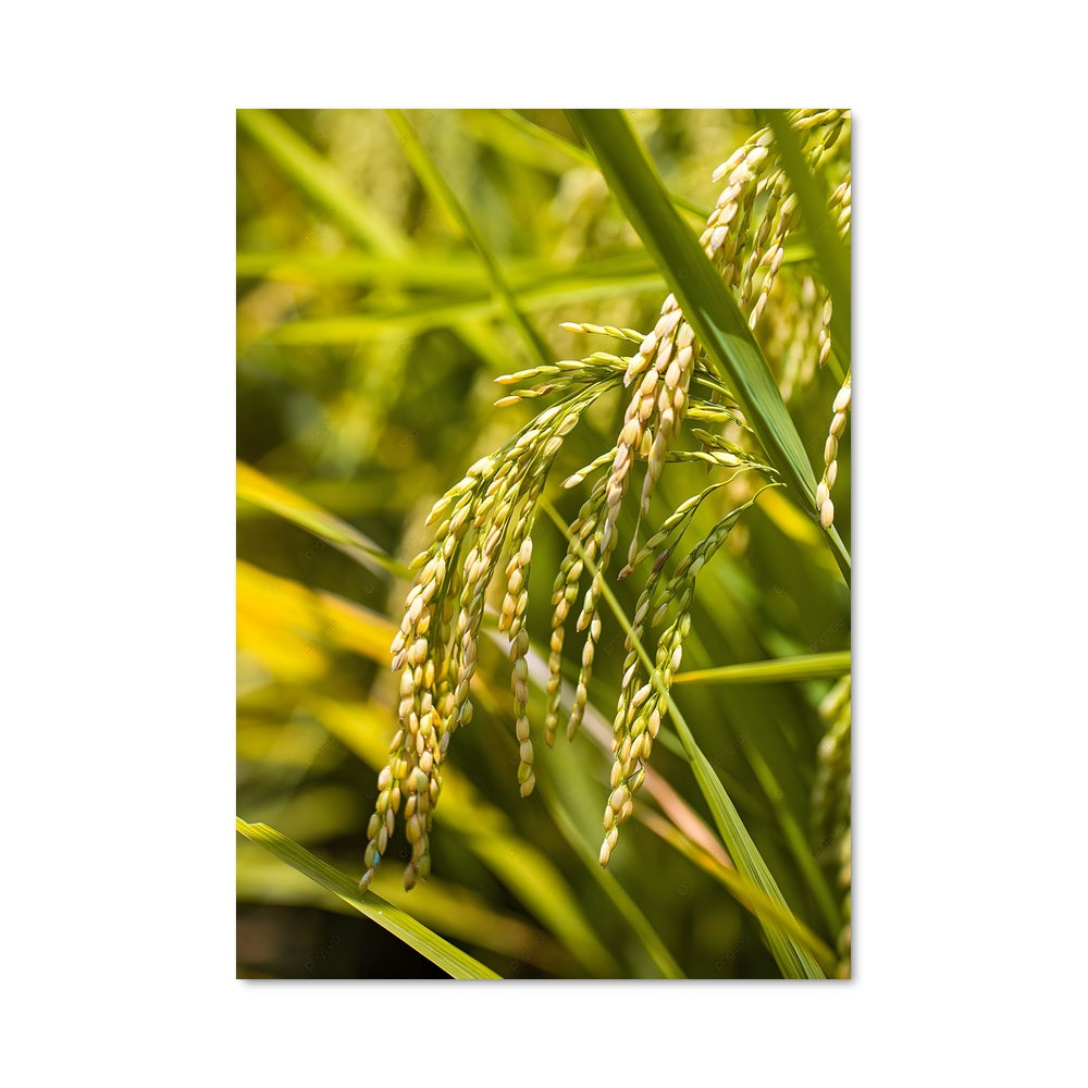 Rice Poster – Aesthetic Posters