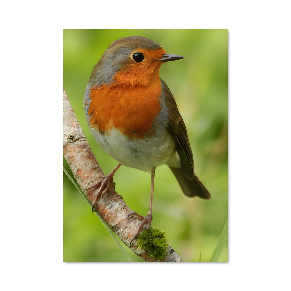 The Enchanting Robin Poster – Aesthetic Posters