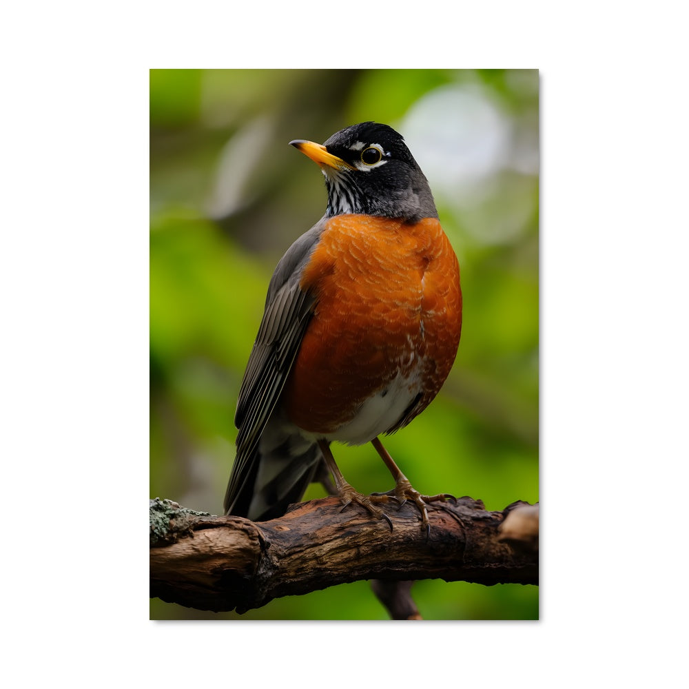Poster The Robin – Aesthetic Posters