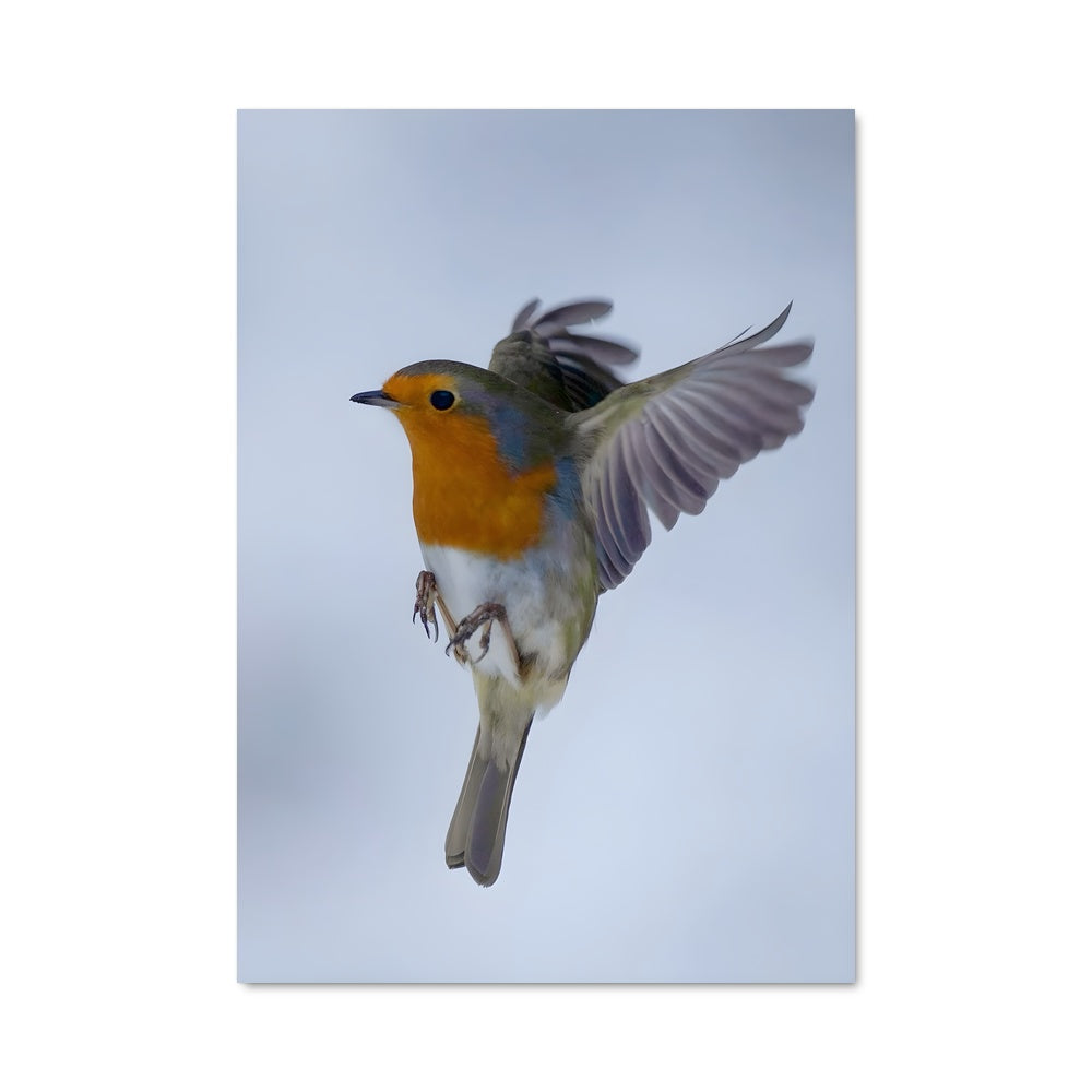 Robin Poster – Aesthetic Posters