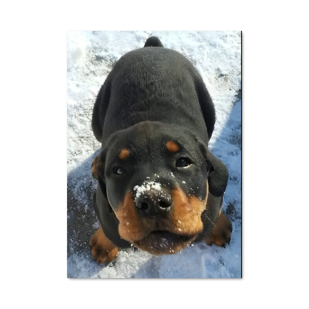 Rottweiler poster in the snow – Aesthetic Posters