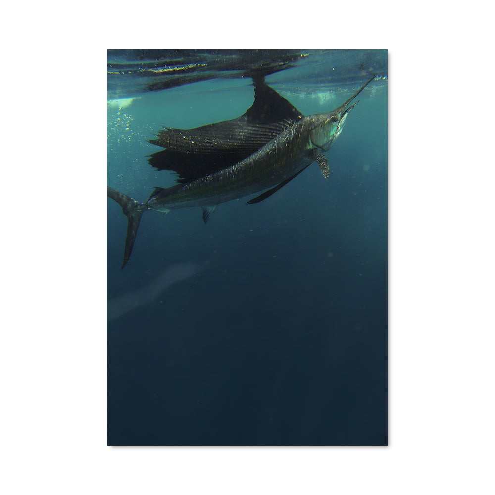 Sailfish Poster – Aesthetic Posters