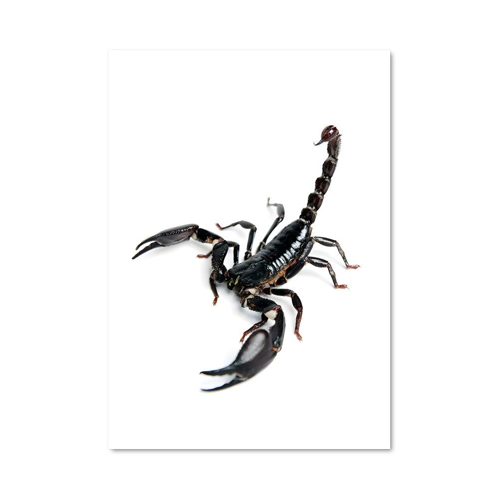 Scorpion Poster – Aesthetic Posters