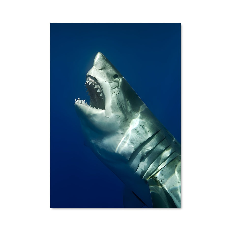 Shark Posters | Aesthetic Posters