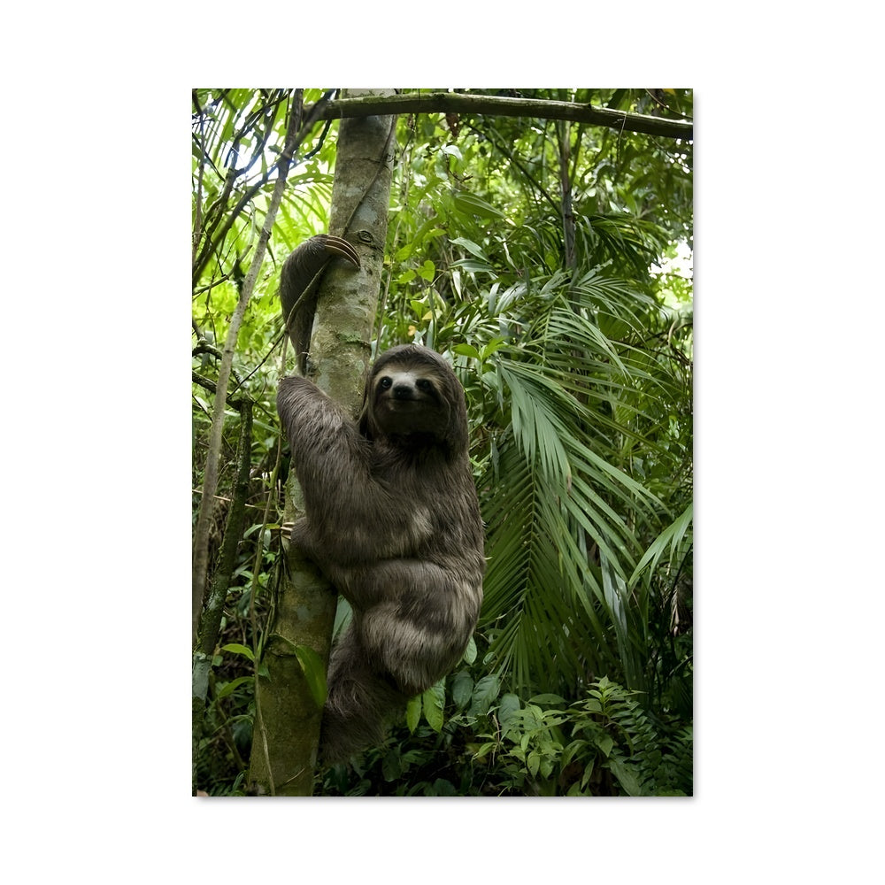 Jungle Sloth Poster – Aesthetic Posters