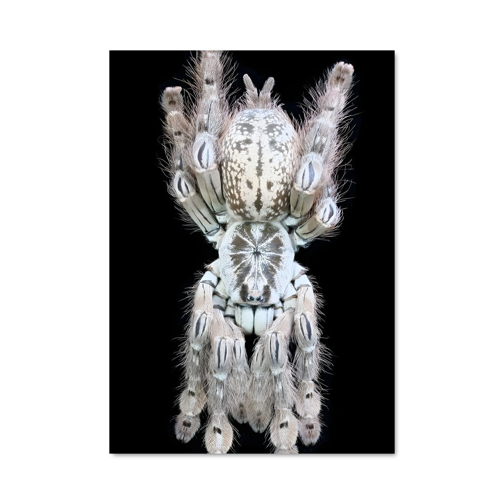 Inverted Spider Poster – Aesthetic Posters