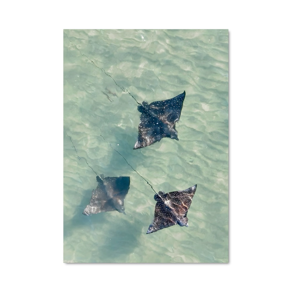 Stingray Poster – Aesthetic Posters