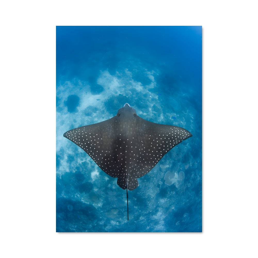 Stingray Poster – Aesthetic Posters