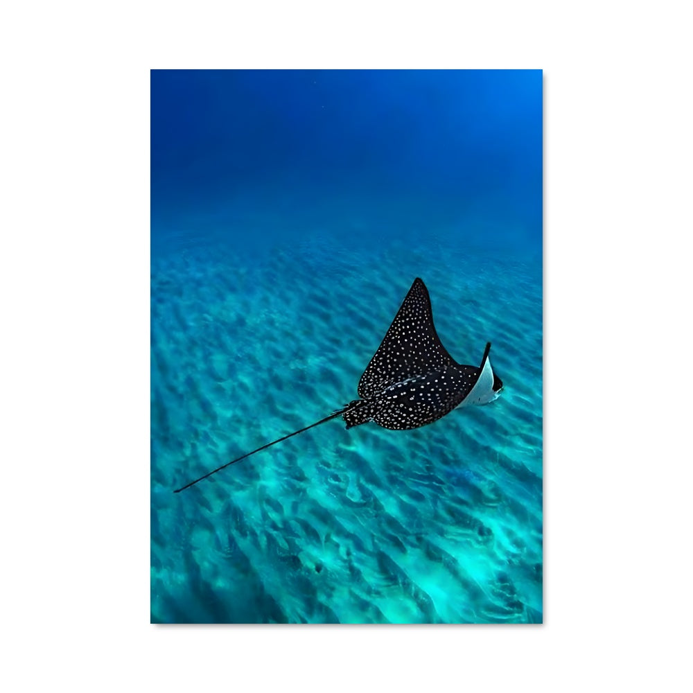 Stingray Poster – Aesthetic Posters