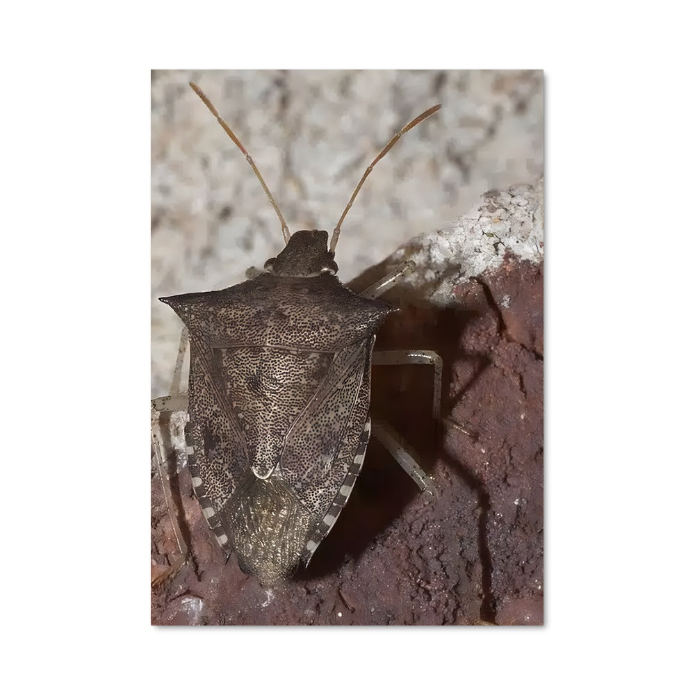 Mysterious Insect Poster – Aesthetic Posters