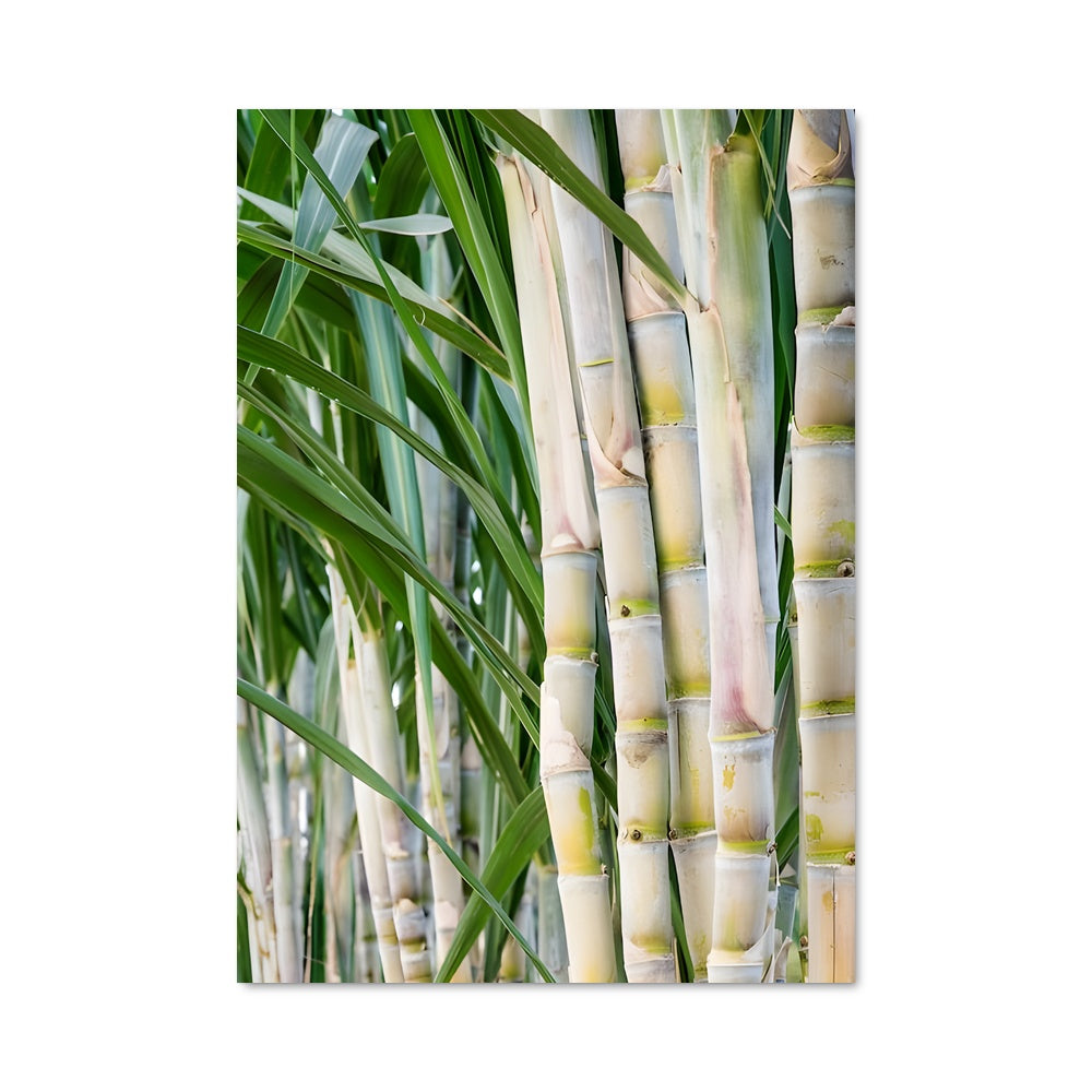 Sugarcane Poster – Aesthetic Posters