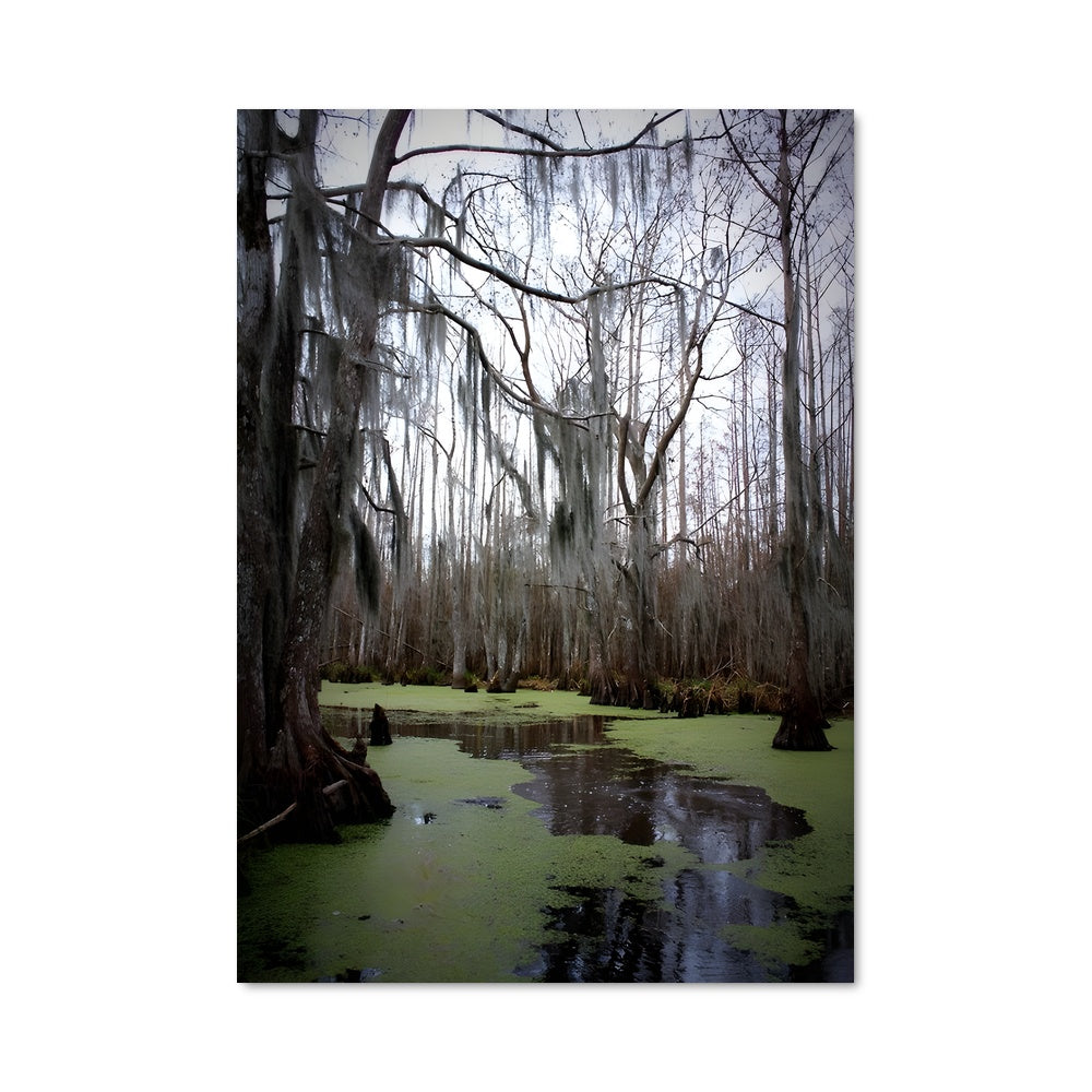 Swamp Poster – Aesthetic Posters