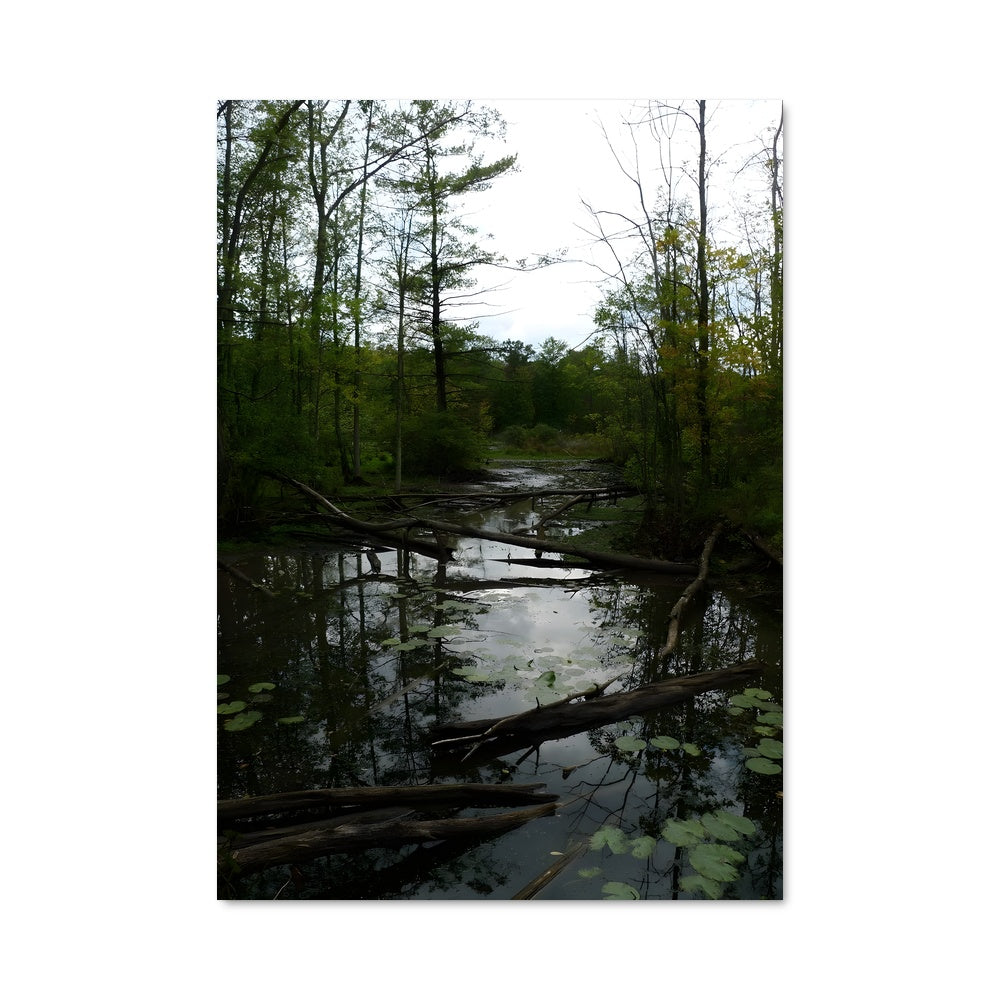 Swamp Poster – Aesthetic Posters