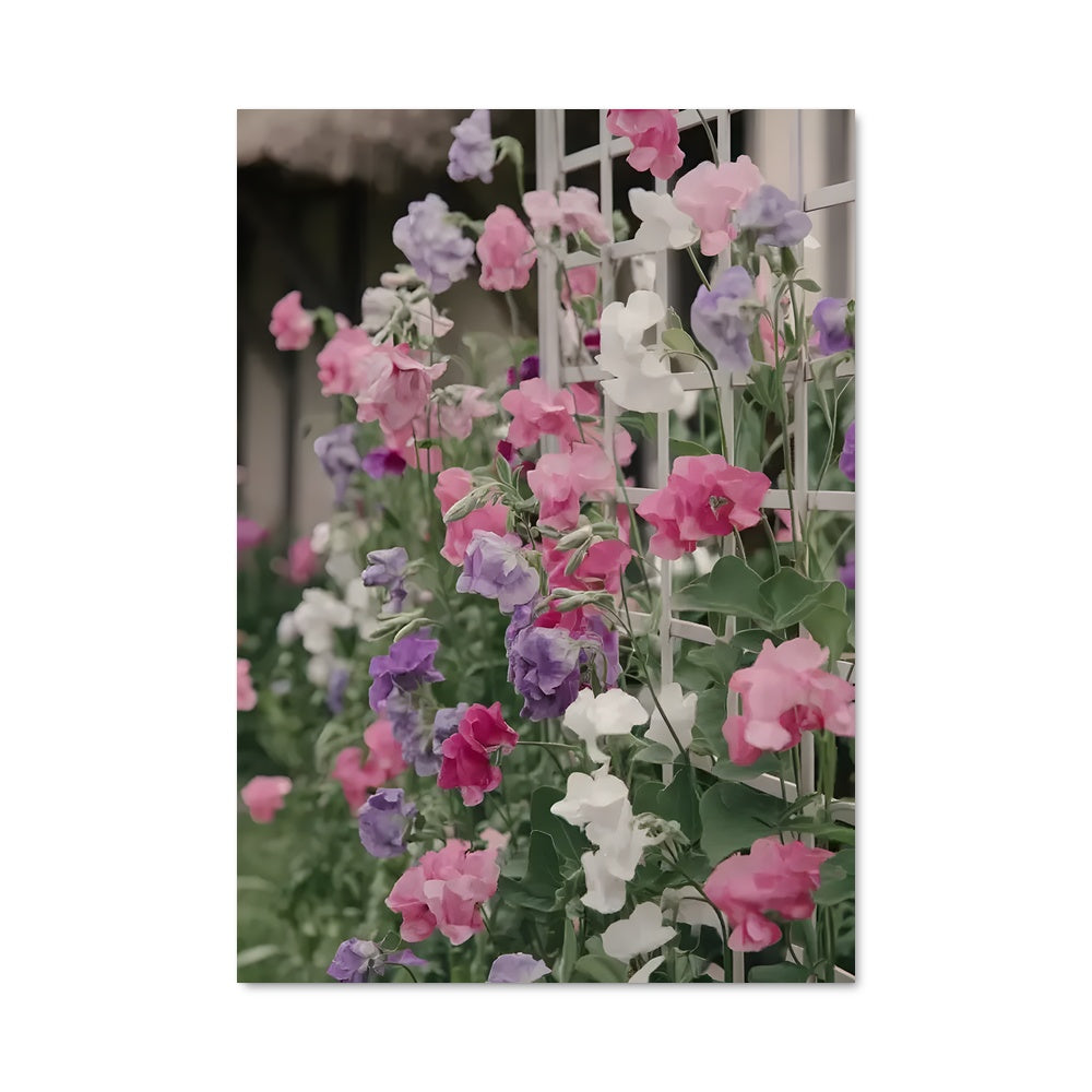 Sweet Pea Poster – Aesthetic Posters
