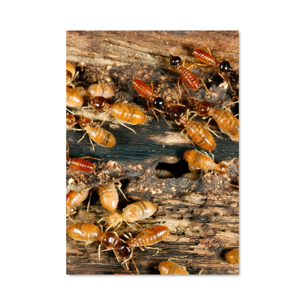 Poster for The Termite Troupe – Aesthetic Posters