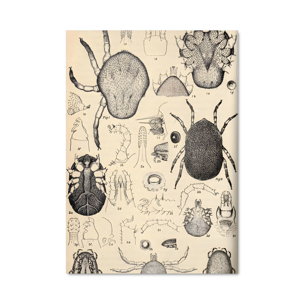 Poster Tick – Aesthetic Posters