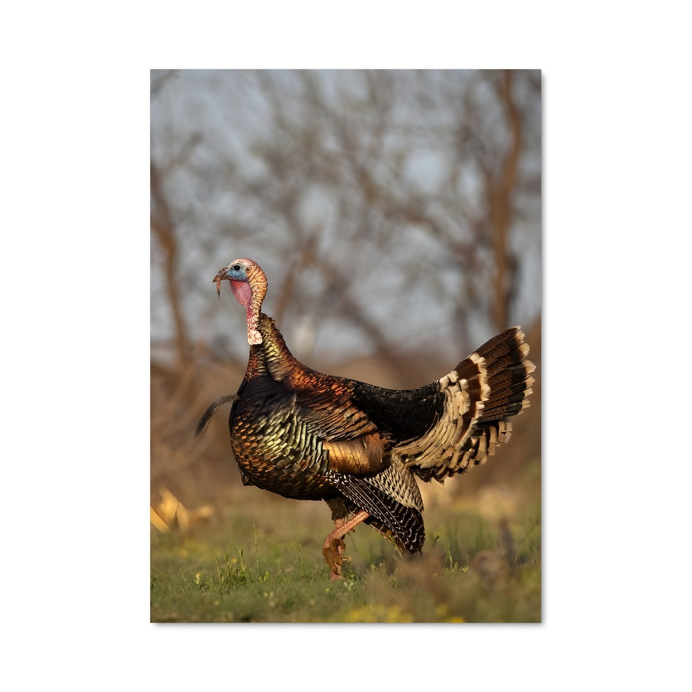 Wild Turkey Poster – Aesthetic Posters