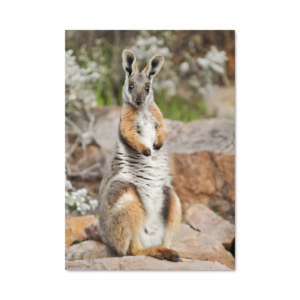 Kangaroo Tightrope Walker Poster – Aesthetic Posters