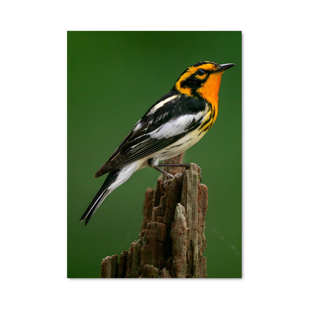 Warbler Poster – Aesthetic Posters