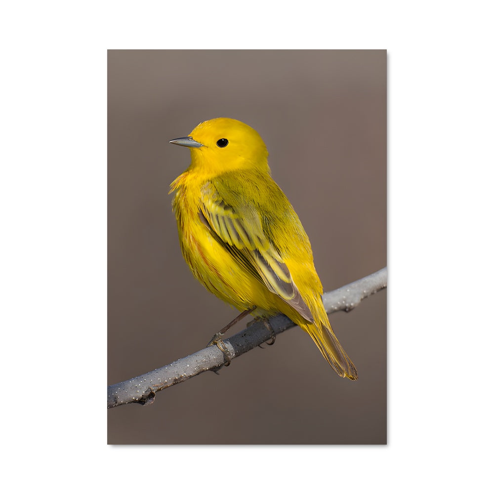 The Song of the Warbler poster – Aesthetic Posters