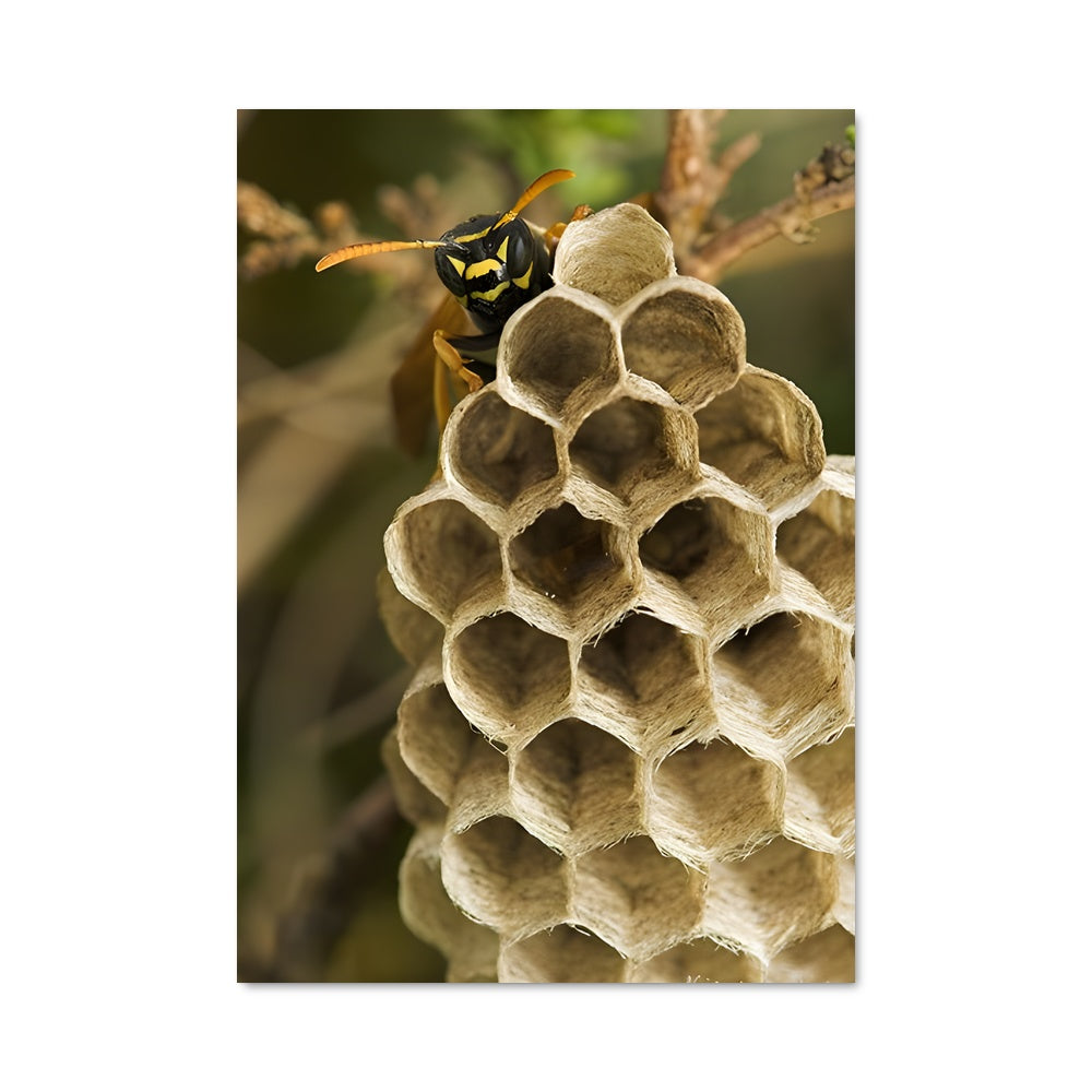 Wasp Nest Poster – Aesthetic Posters