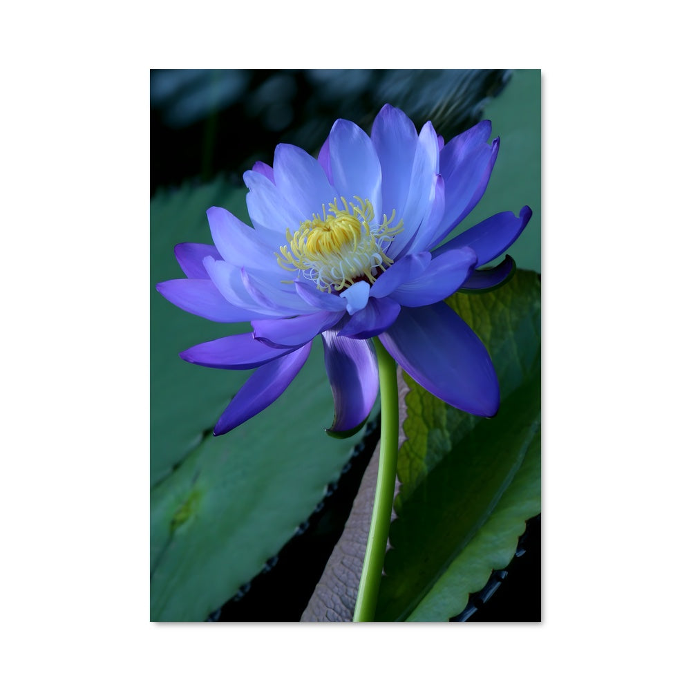 Water Lily Flower Poster – Aesthetic Posters