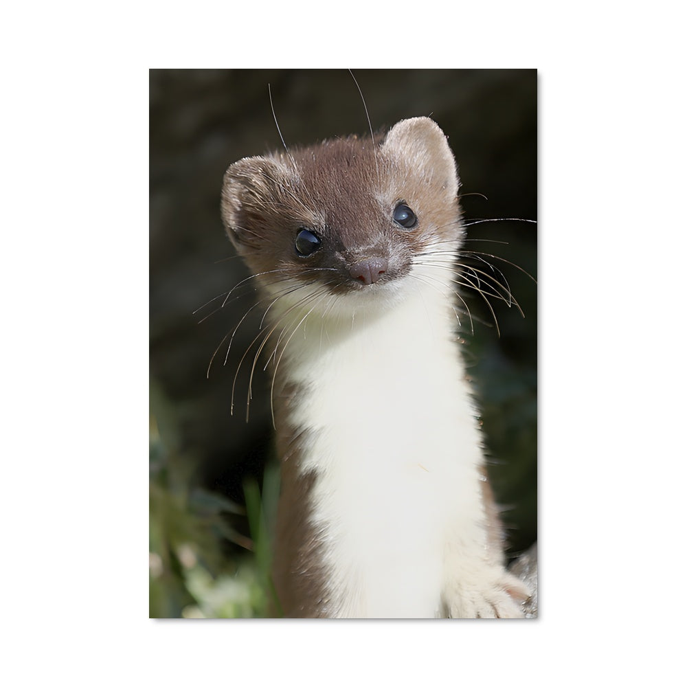 Poster The Little Weasel – Aesthetic Posters
