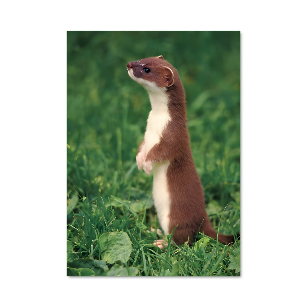 The Little Weasel Poster – Aesthetic Posters