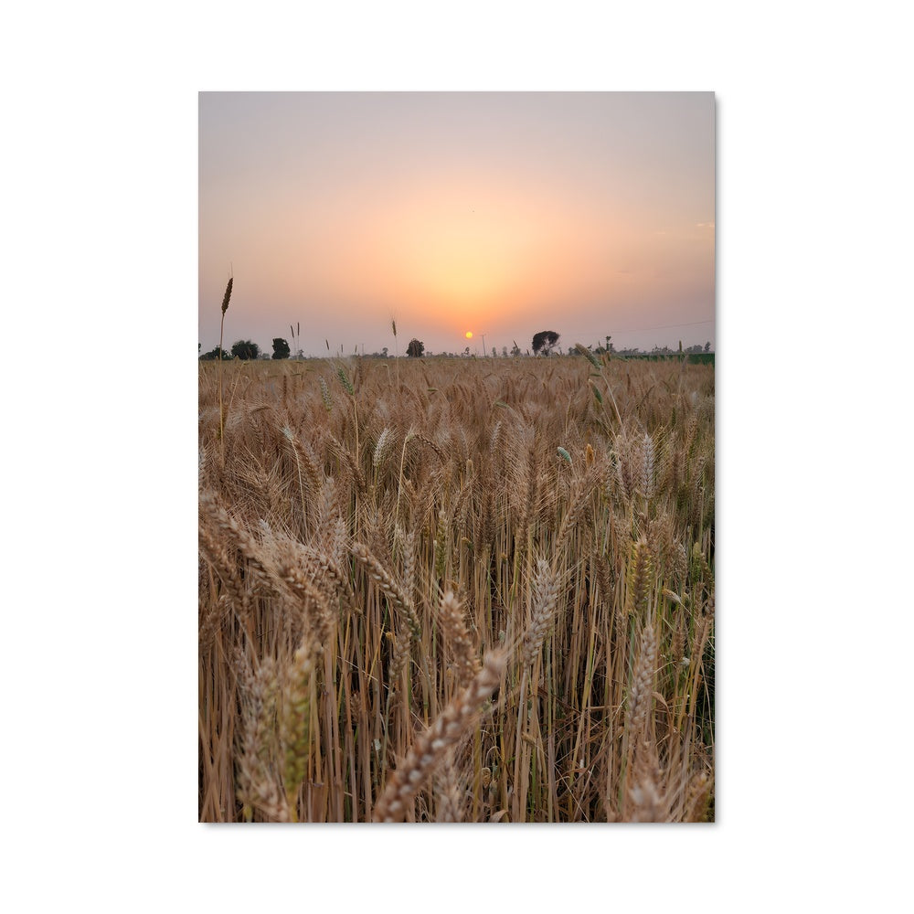 Wheat Poster – Aesthetic Posters