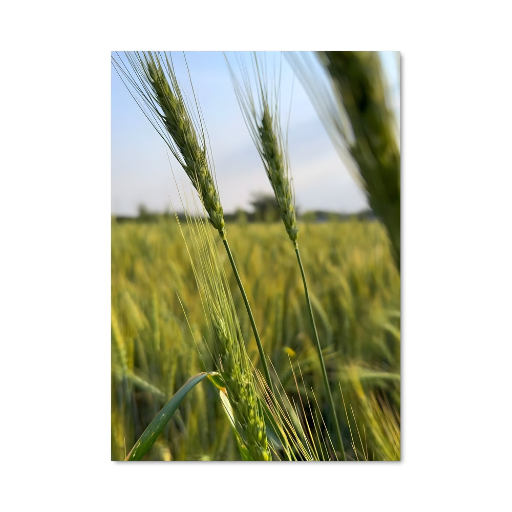 Wheat Poster – Aesthetic Posters