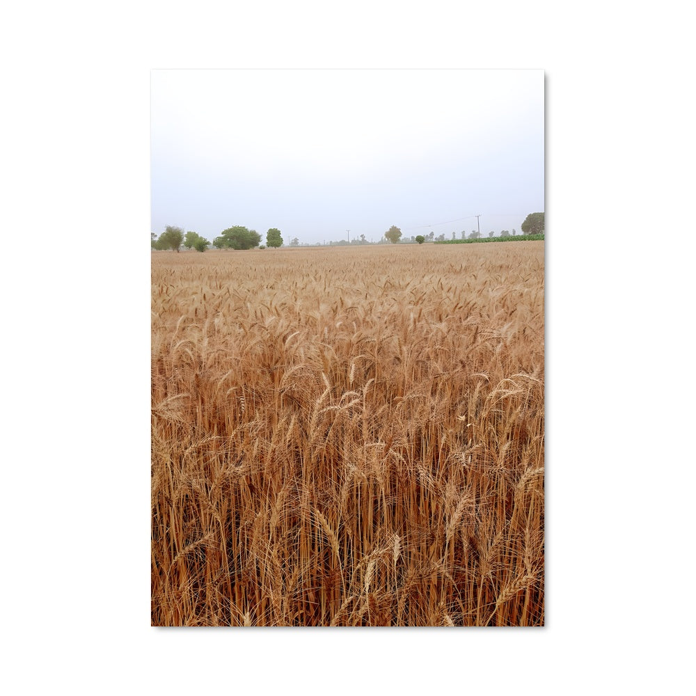 Wheat Poster – Aesthetic Posters