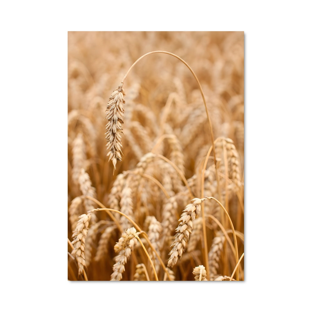 Wheat Field Poster – Aesthetic Posters