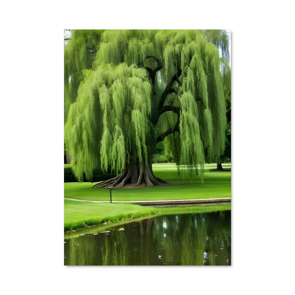 Weeping Tree Poster – Aesthetic Posters